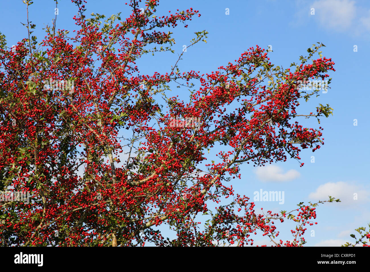 Red hawthorn berries in autumn England UK Stock Photo - Alamy
