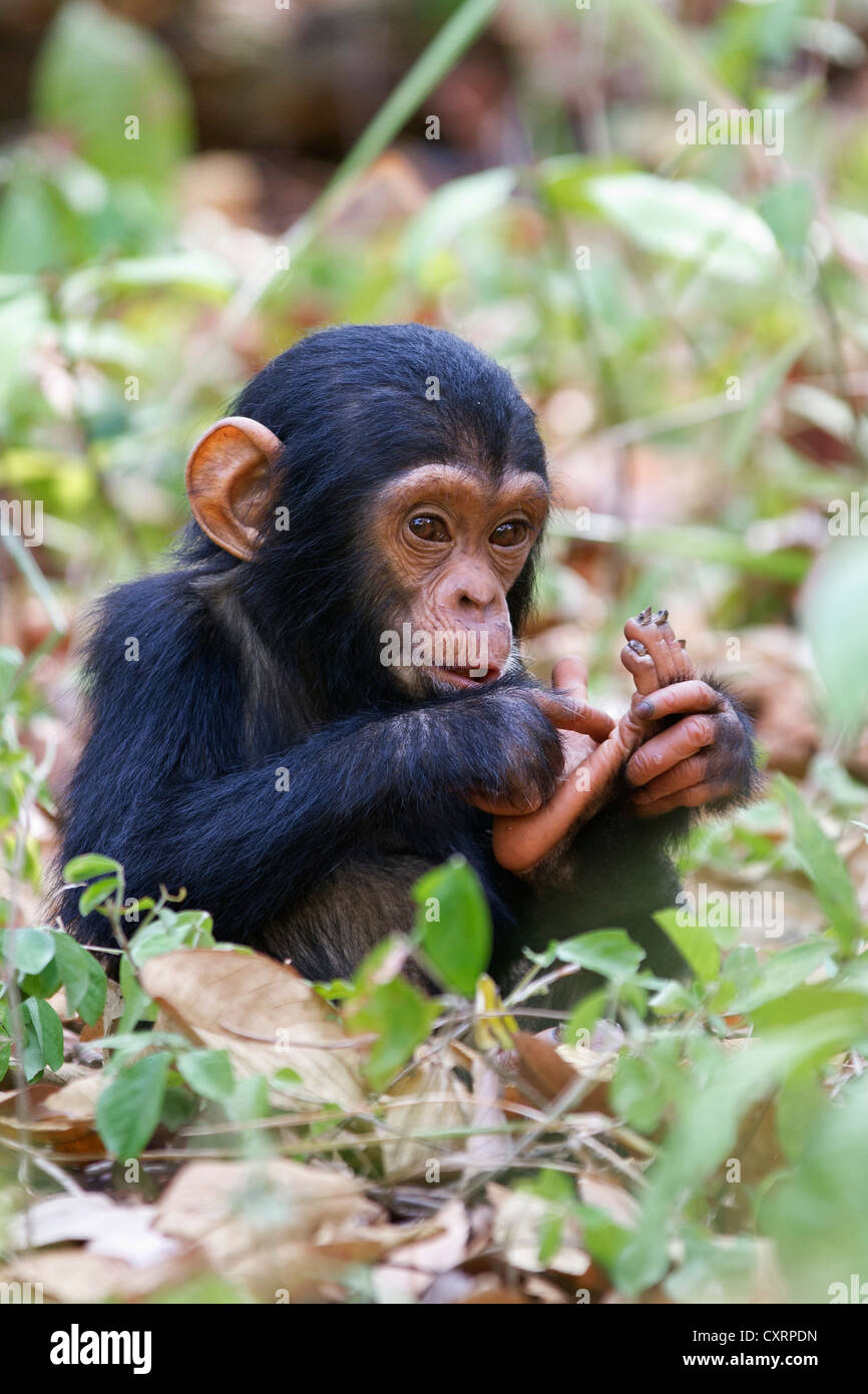 Baby Chimpanzees Eating