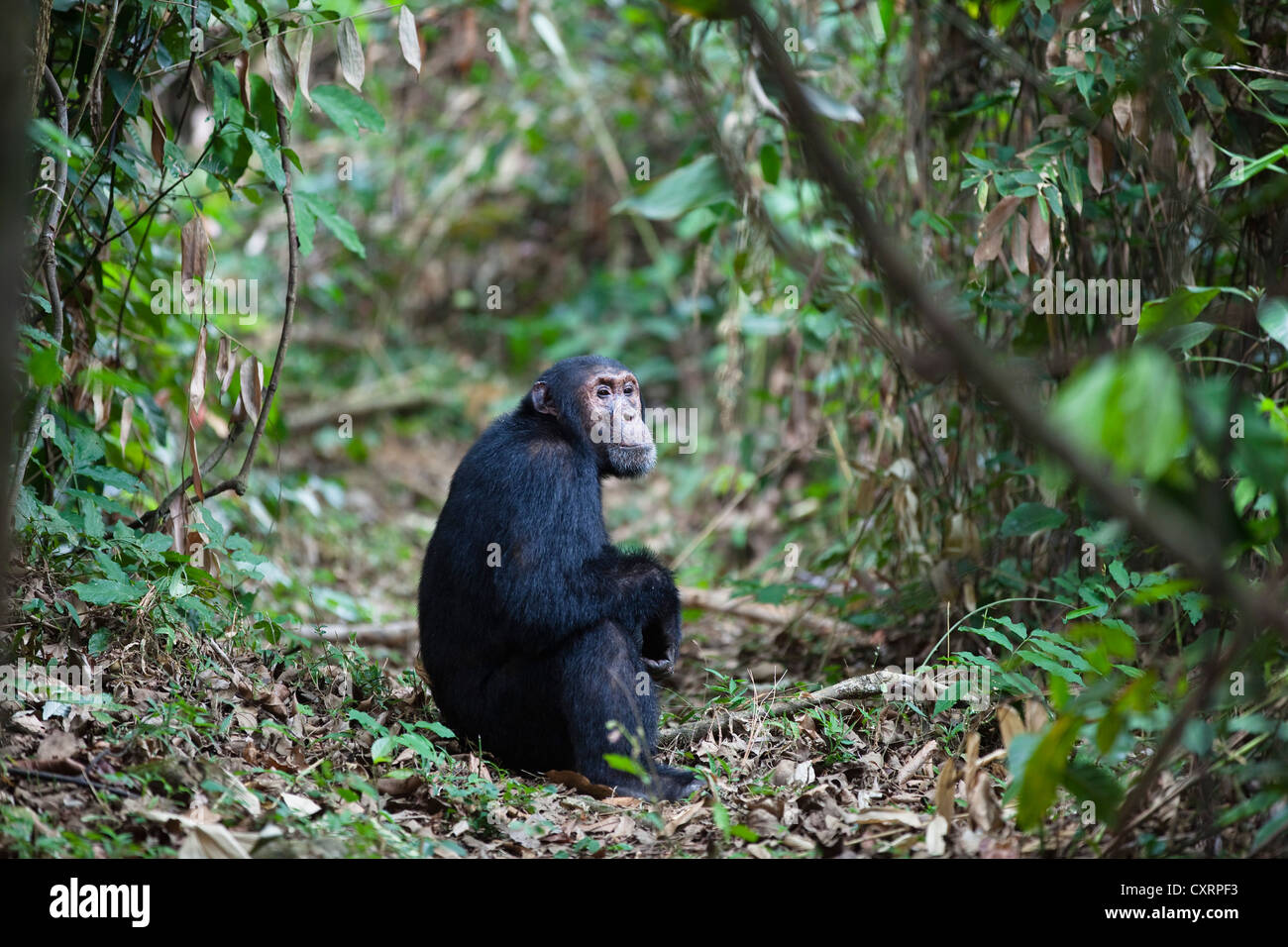 Chimpanzees sitting hi-res stock photography and images - Alamy