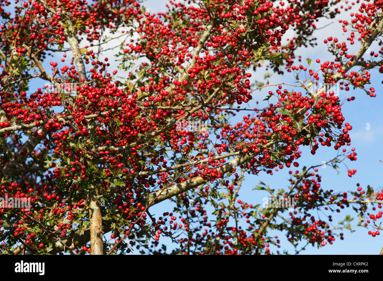 Birds Berries Autumn Uk High Resolution Stock Photography and Images ...