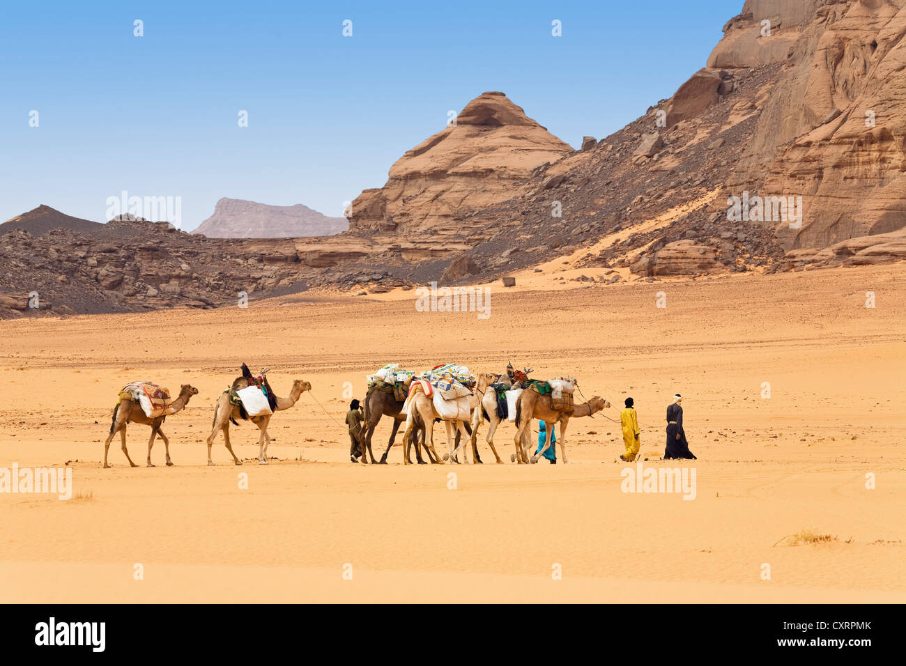 Camel train in the Libyan Desert, dromedary camels (Camelus dromedarius ...
