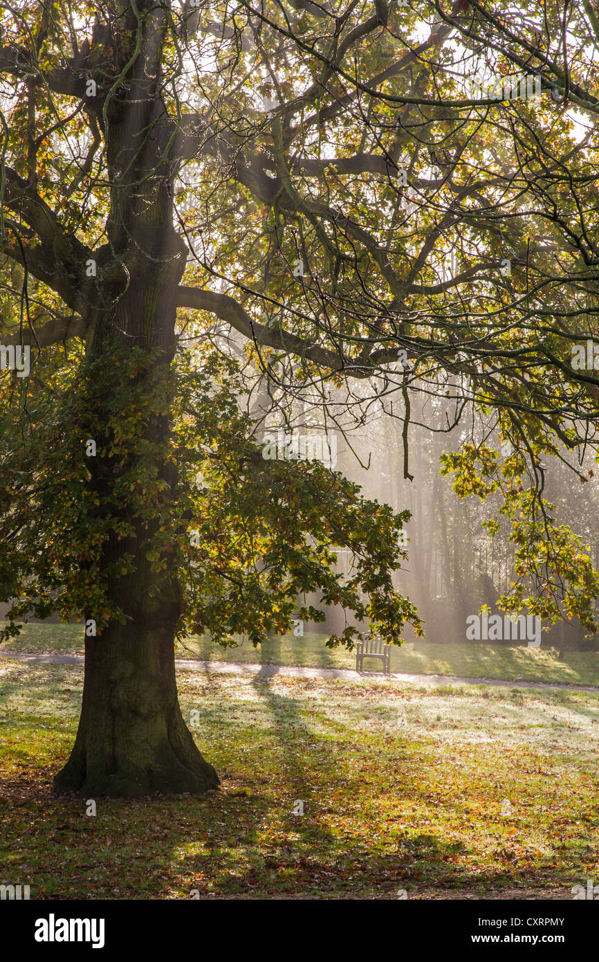 Autumn leaves in Waterlow Park, Highgate, London Stock Photo - Alamy