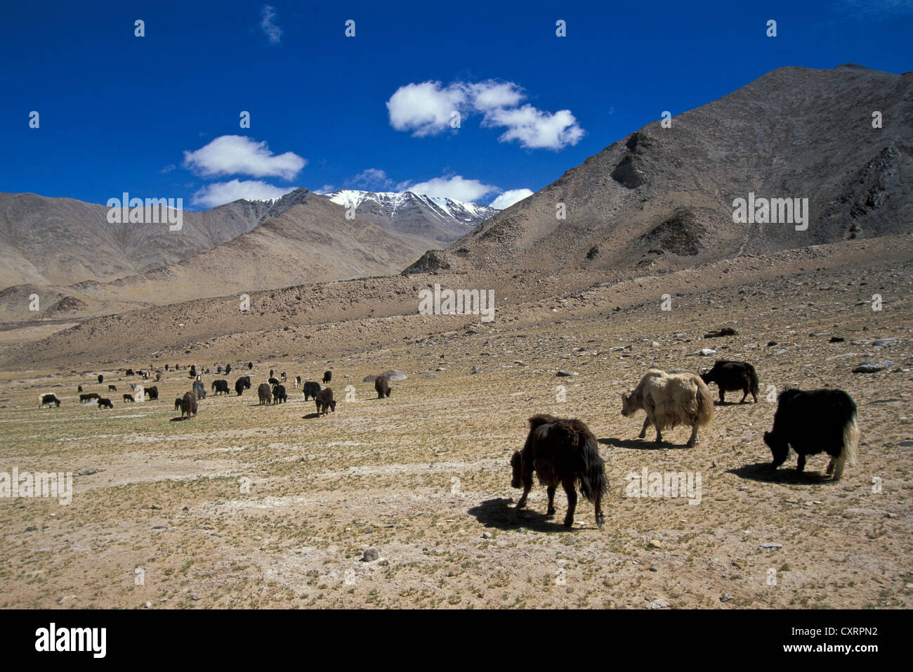 Yaks grazing, high altitude pasture, near the Tazang Tso salt lake ...