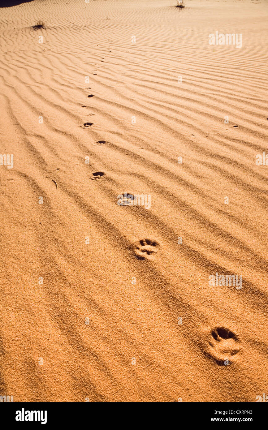 Traces of a fennec fox (Canis zerdus) in the Libyan Desert, Libya ...