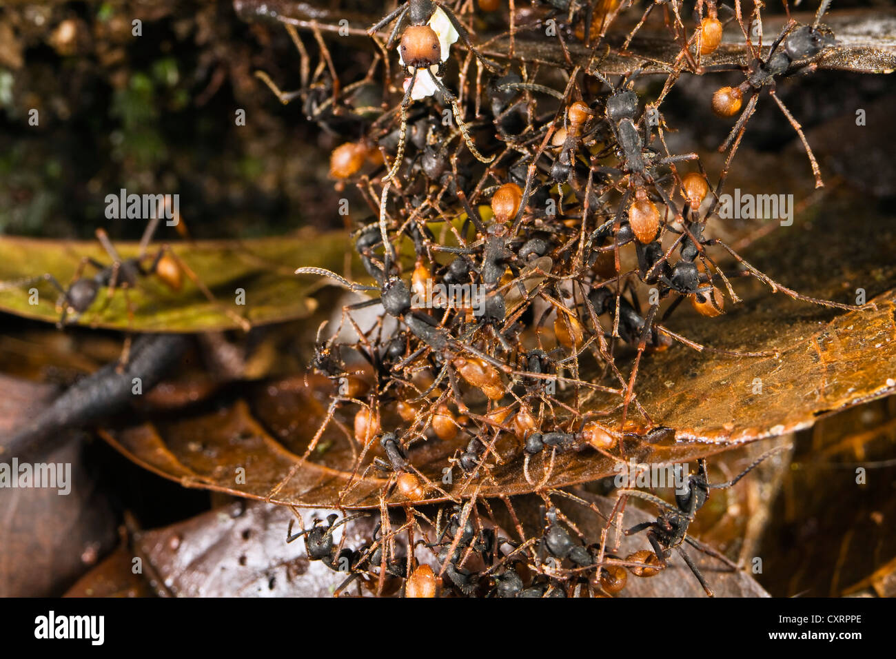New World Army Ants (Eciton burchellii) forming a living bridge ...