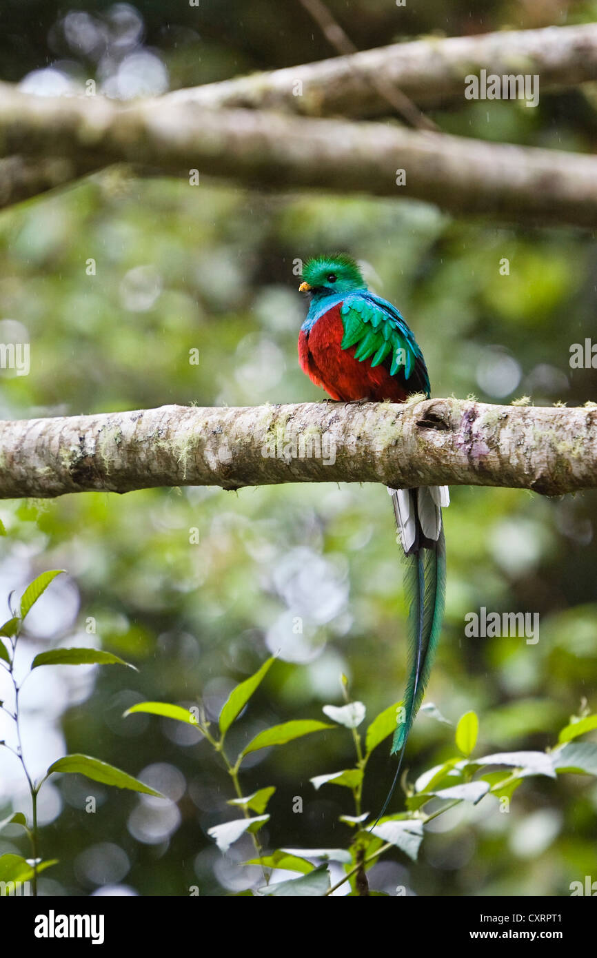 Resplendent Quetzal (Pharomachrus mocinno costaricensis), male, Costa ...