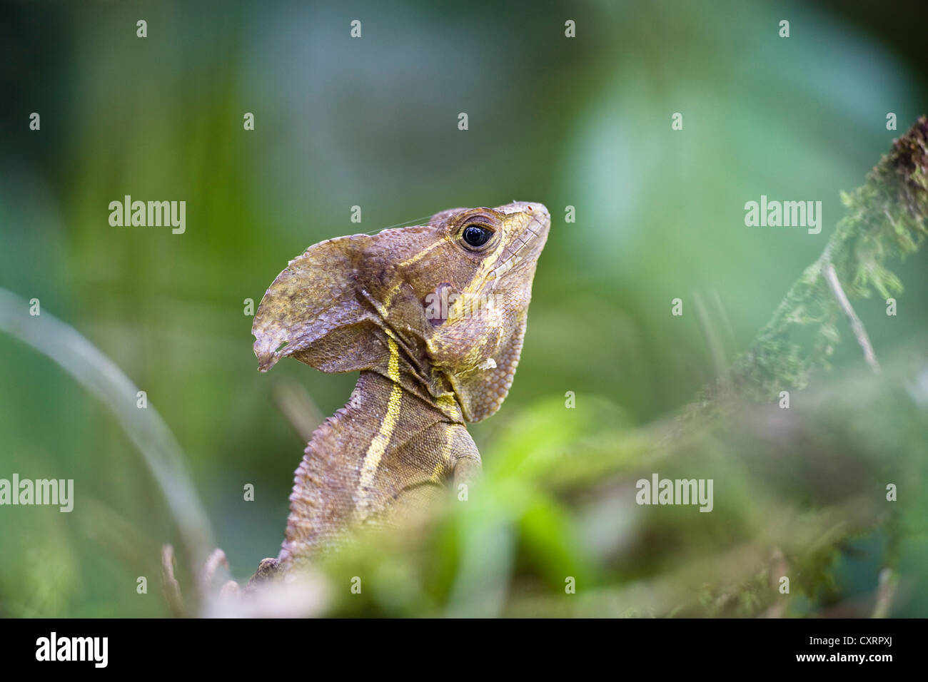 Common Basilisk (Basiliscus basiliscus) in a lowland rainforest ...