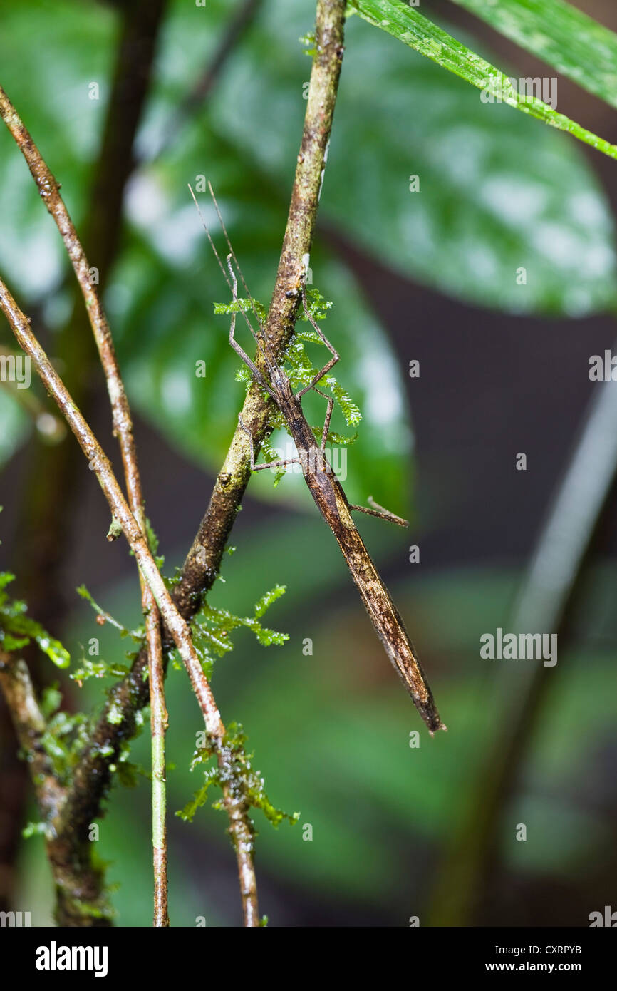 Stick Insect in the rainforest, Braulio Carrillo National Park, Costa ...
