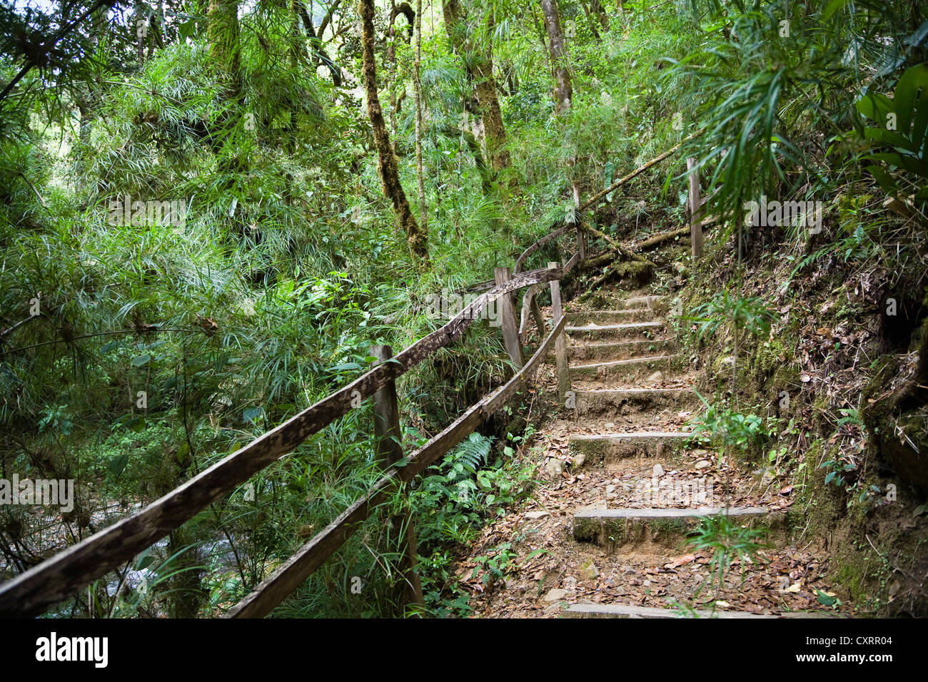 Rainforest trail at the Cerro de la Muerte, Costa Rica, Central America ...