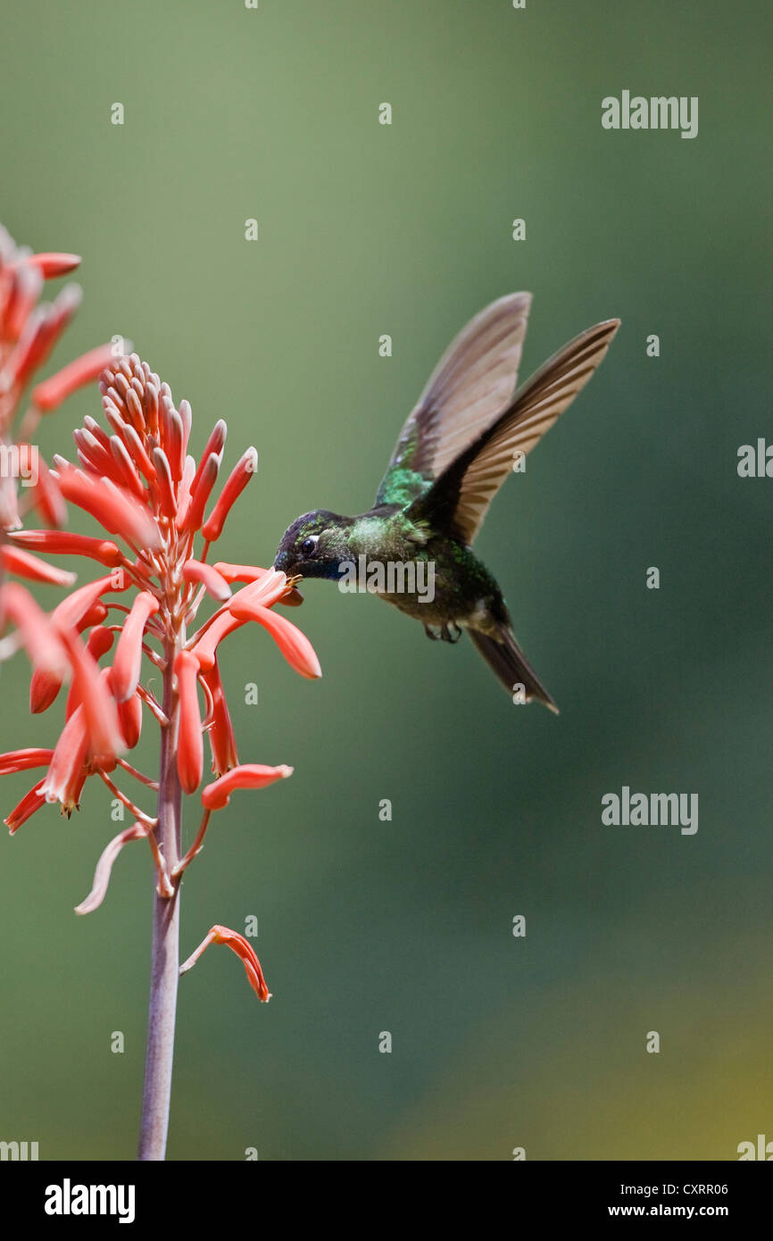 Magnificent Hummingbird (Eugenes fulgens), male at flower, Cerro de la ...
