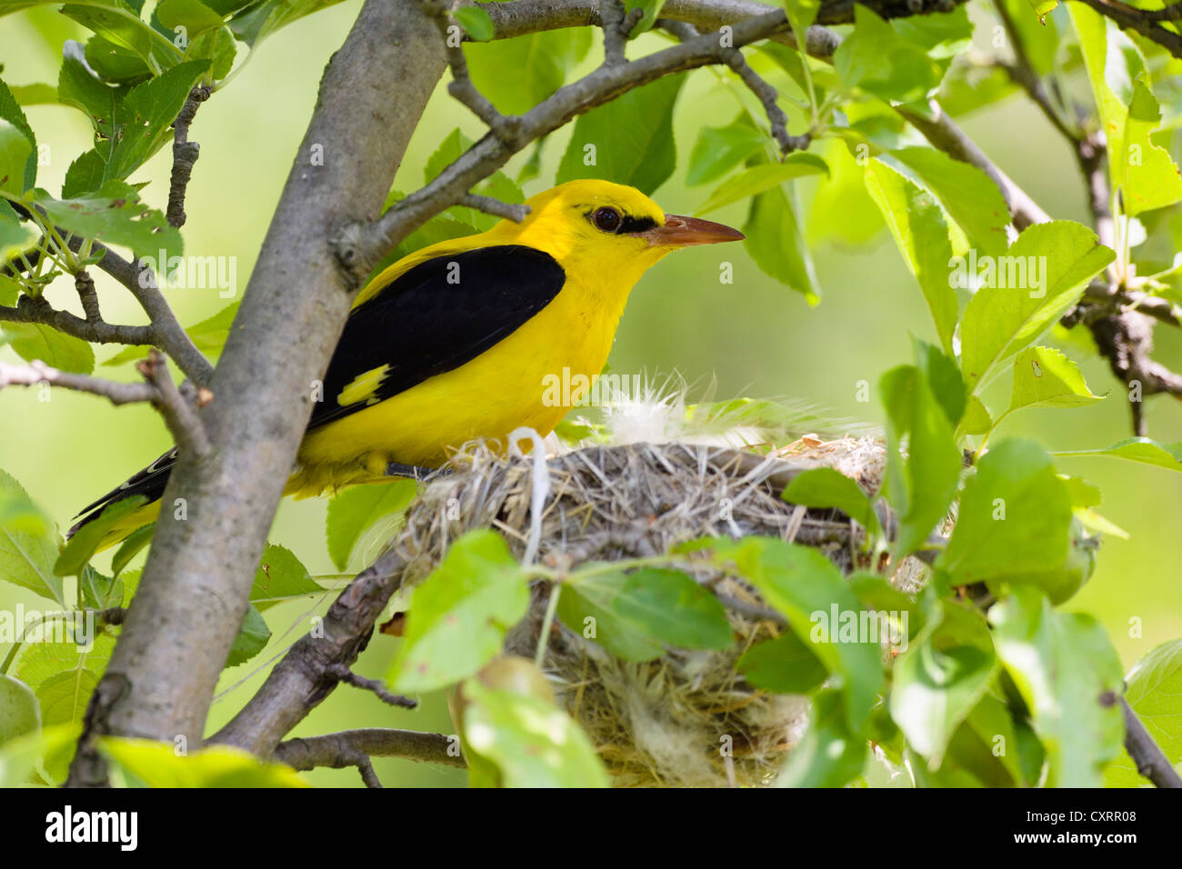 Golden oriole nest hi-res stock photography and images - Alamy