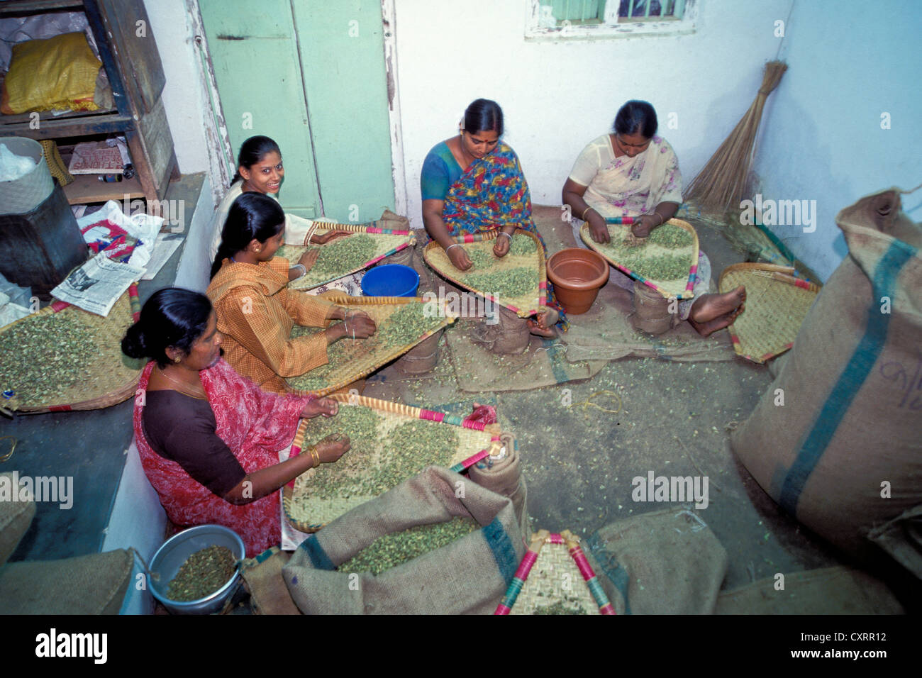 Indian women sorting spice cardamom hi-res stock photography and images ...