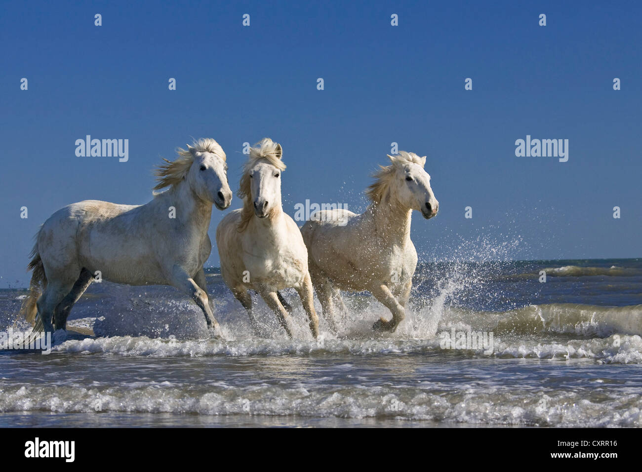 Camargue beach hi-res stock photography and images - Alamy