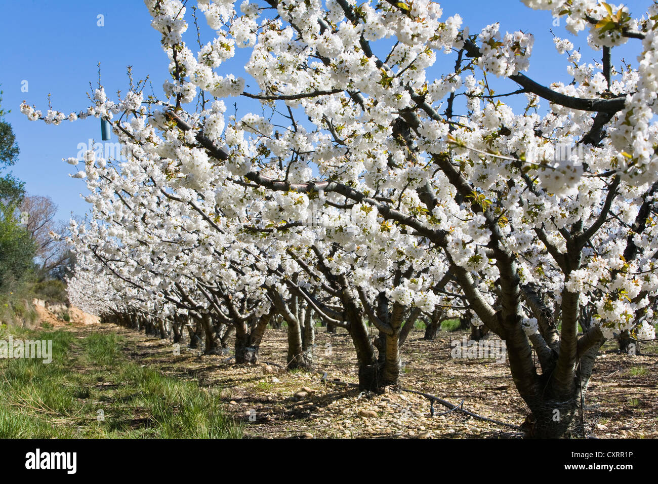 Cherry trees (Prunus avium) in blossom, cherry blossom, Provence ...