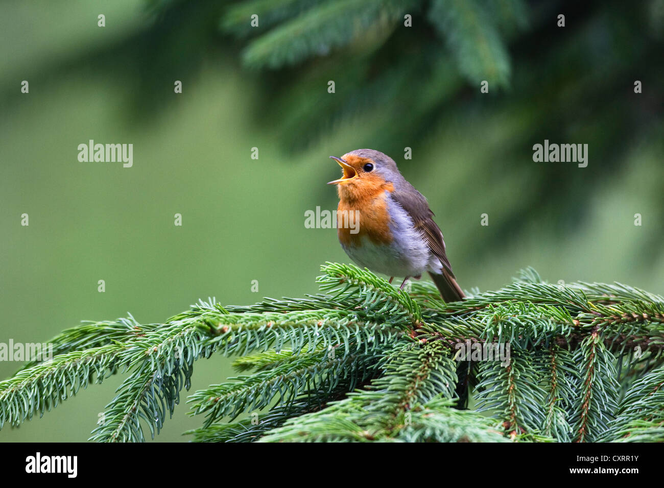 Singing robin hi-res stock photography and images - Alamy
