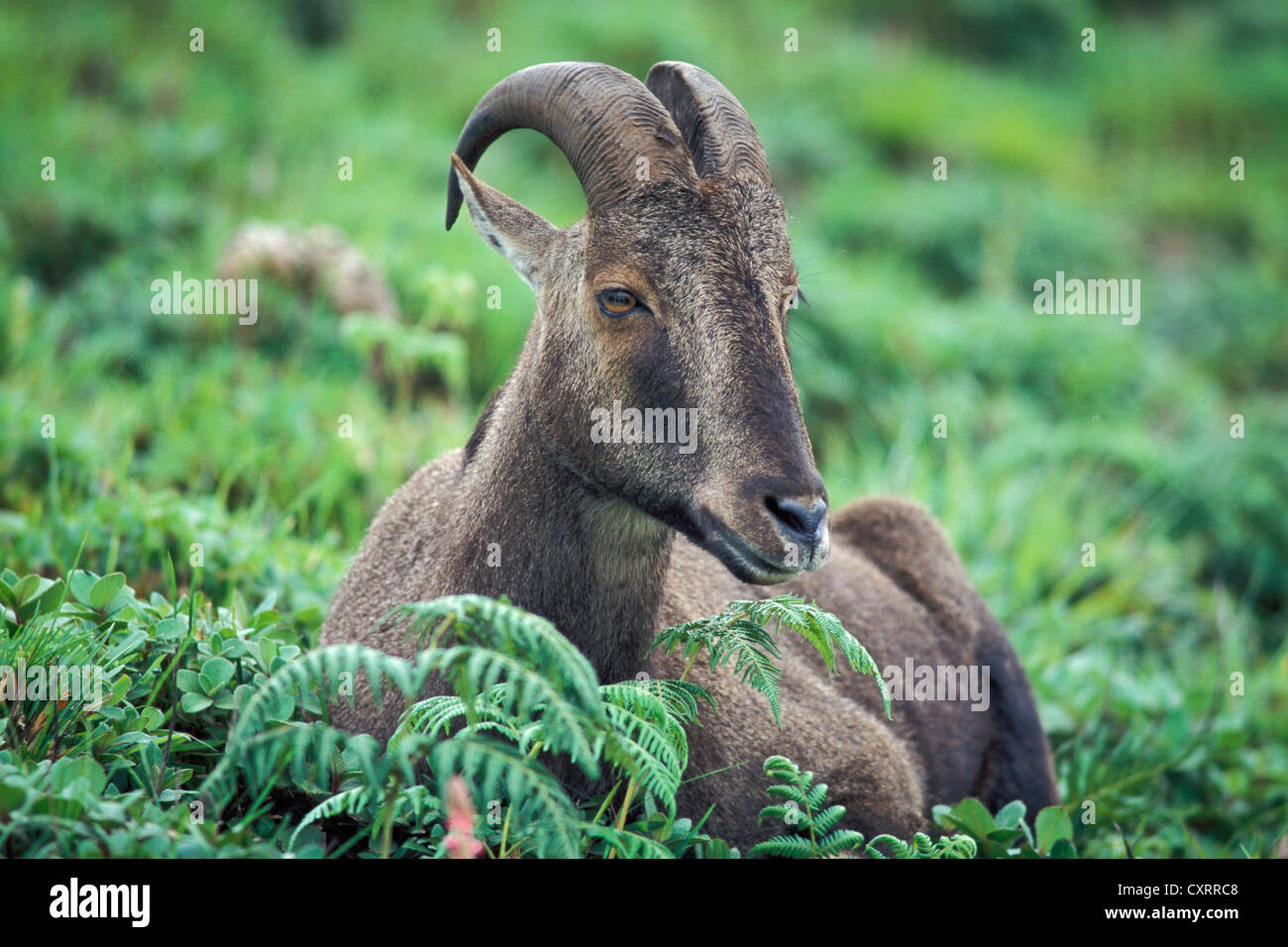 Hemitragus hylocrius hi-res stock photography and images - Alamy
