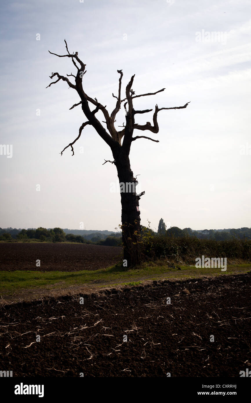 Dead tree in rural landscape Stock Photo - Alamy