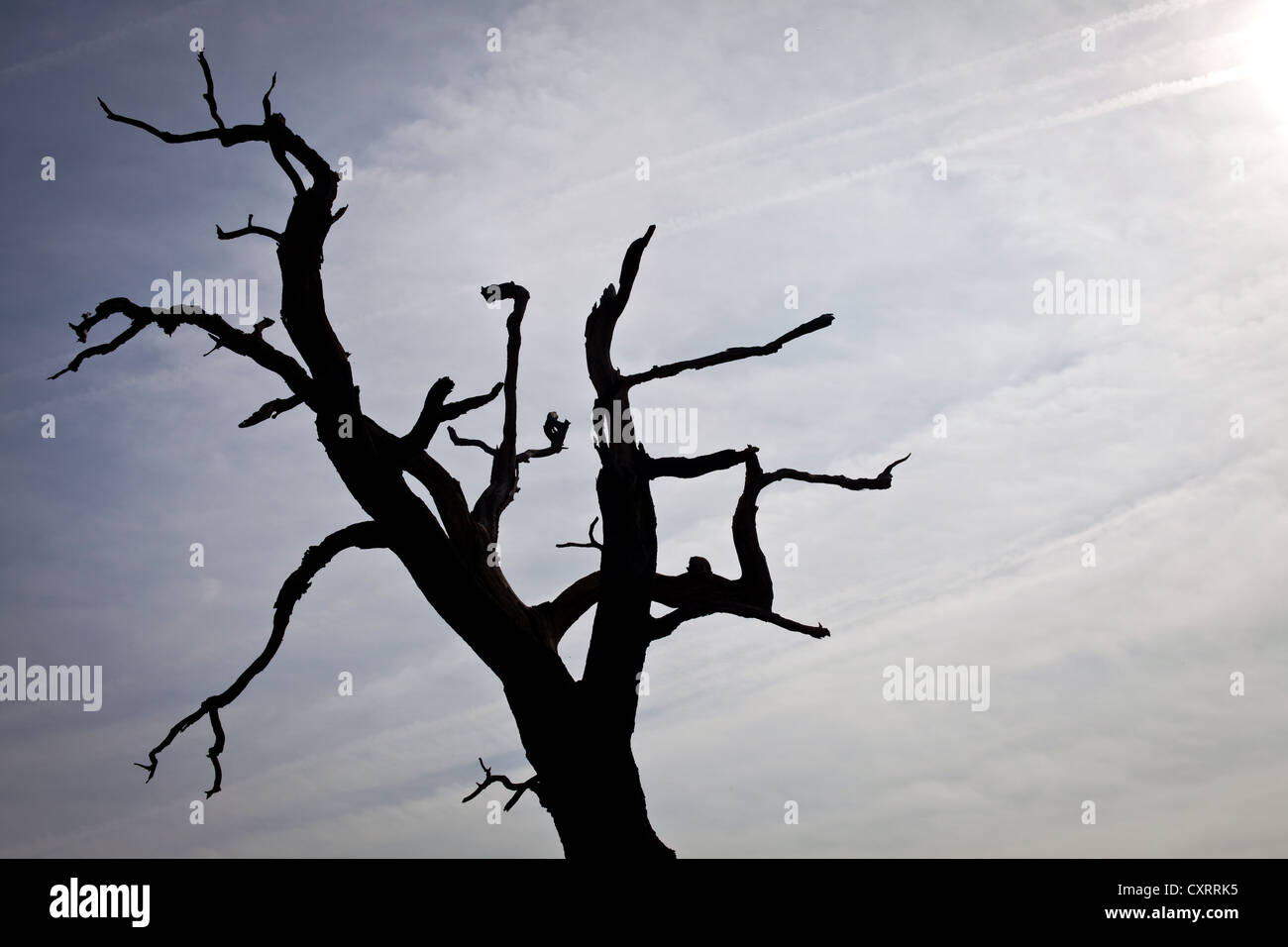 Dead tree in rural landscape Stock Photo - Alamy