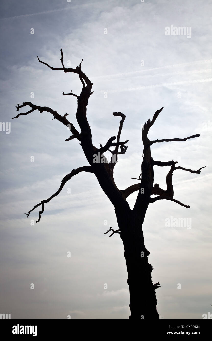 Dead tree in rural landscape Stock Photo - Alamy