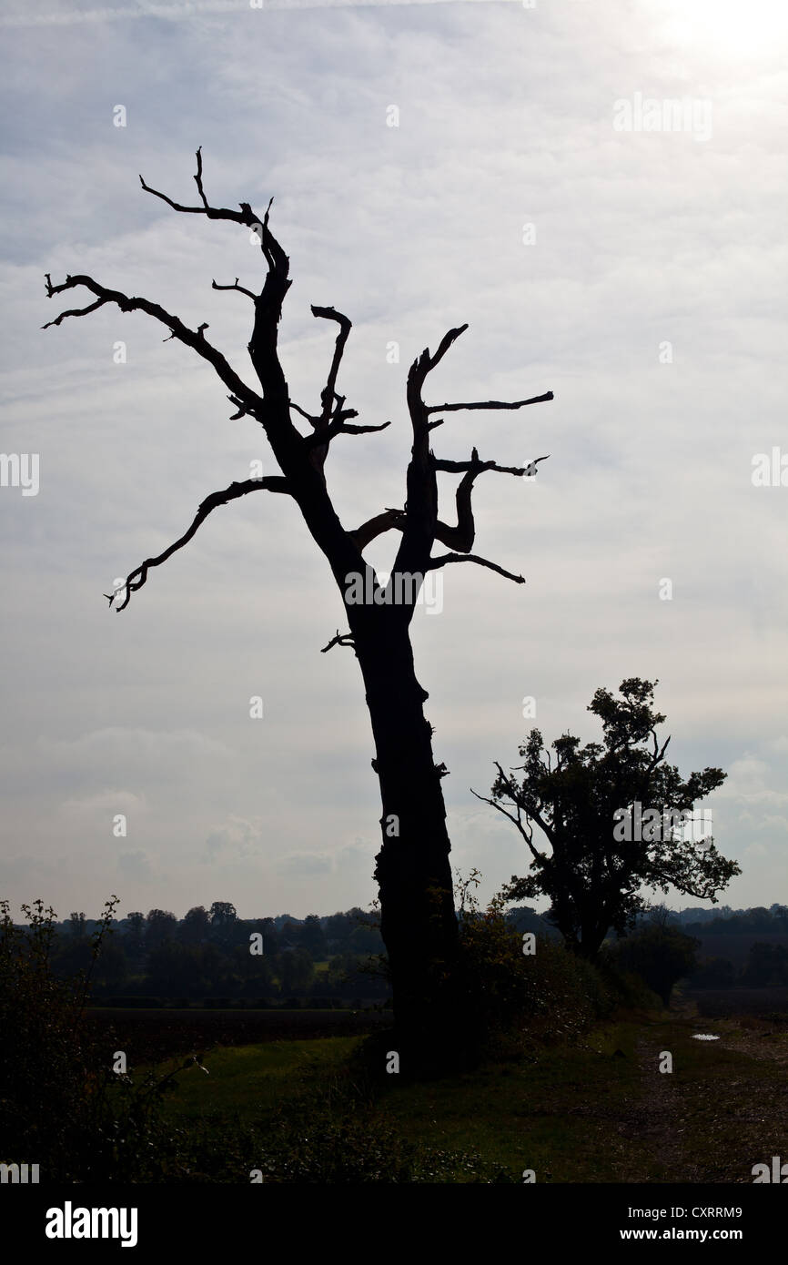 Dead tree in rural landscape Stock Photo - Alamy