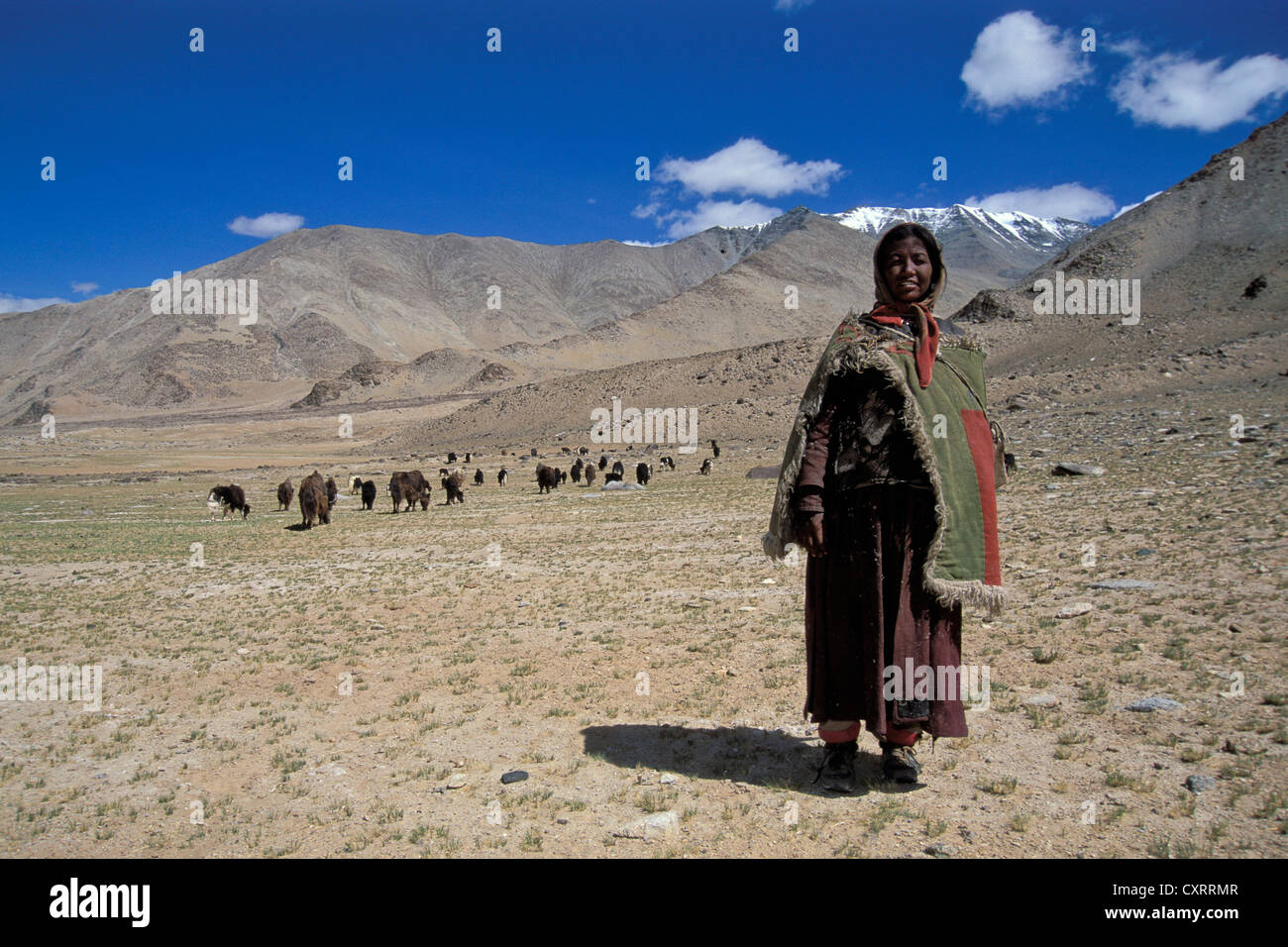 Yak shepherdess, yaks, Tazang Tso salt lake, Changthang, Ladakh, Indian ...