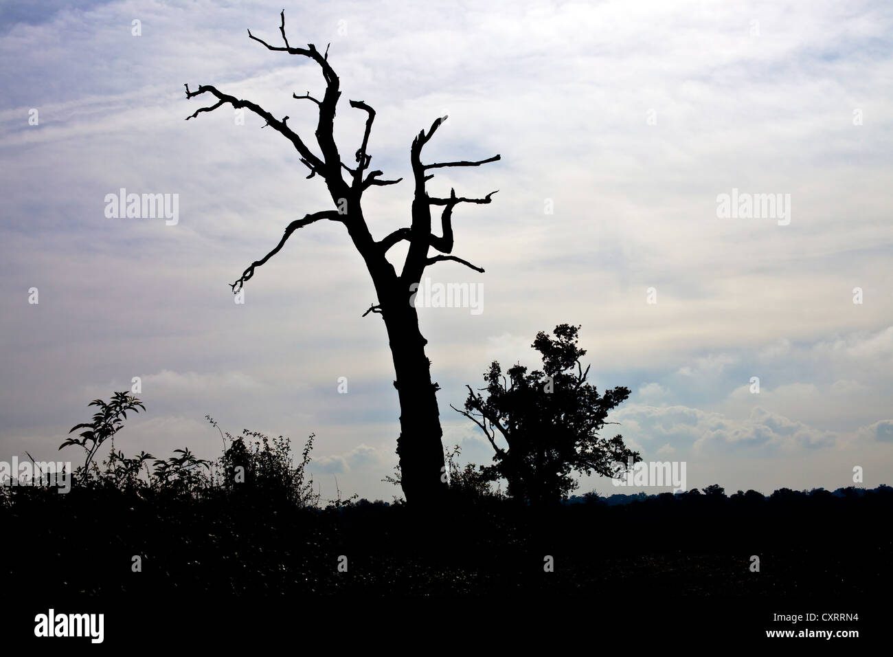 Dead tree in rural landscape Stock Photo - Alamy