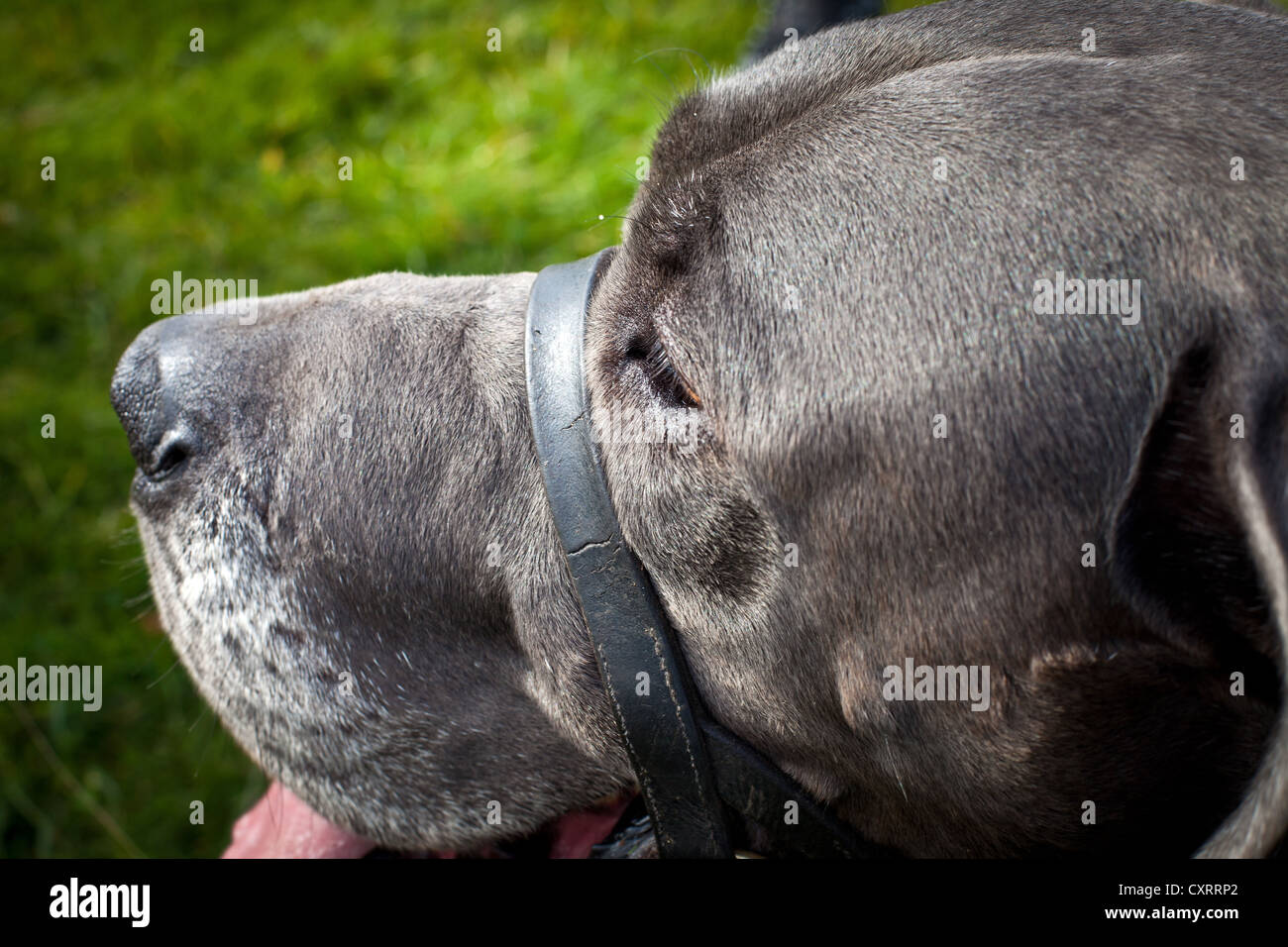 Profile portrait of Great Dane dog Stock Photo - Alamy