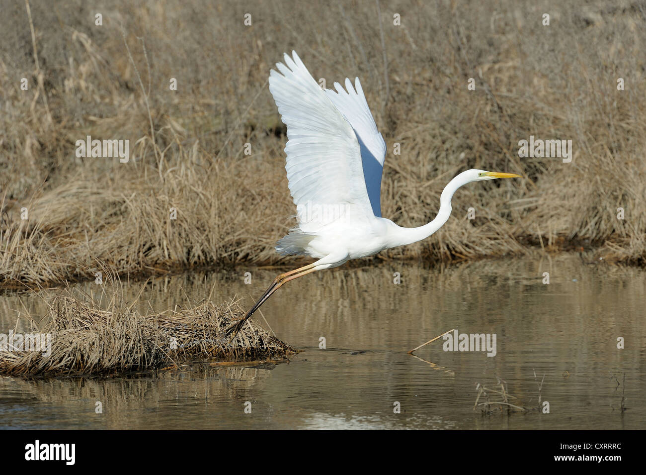 Great Egret, Great White Egret, Common Egret, or Great White Heron ...