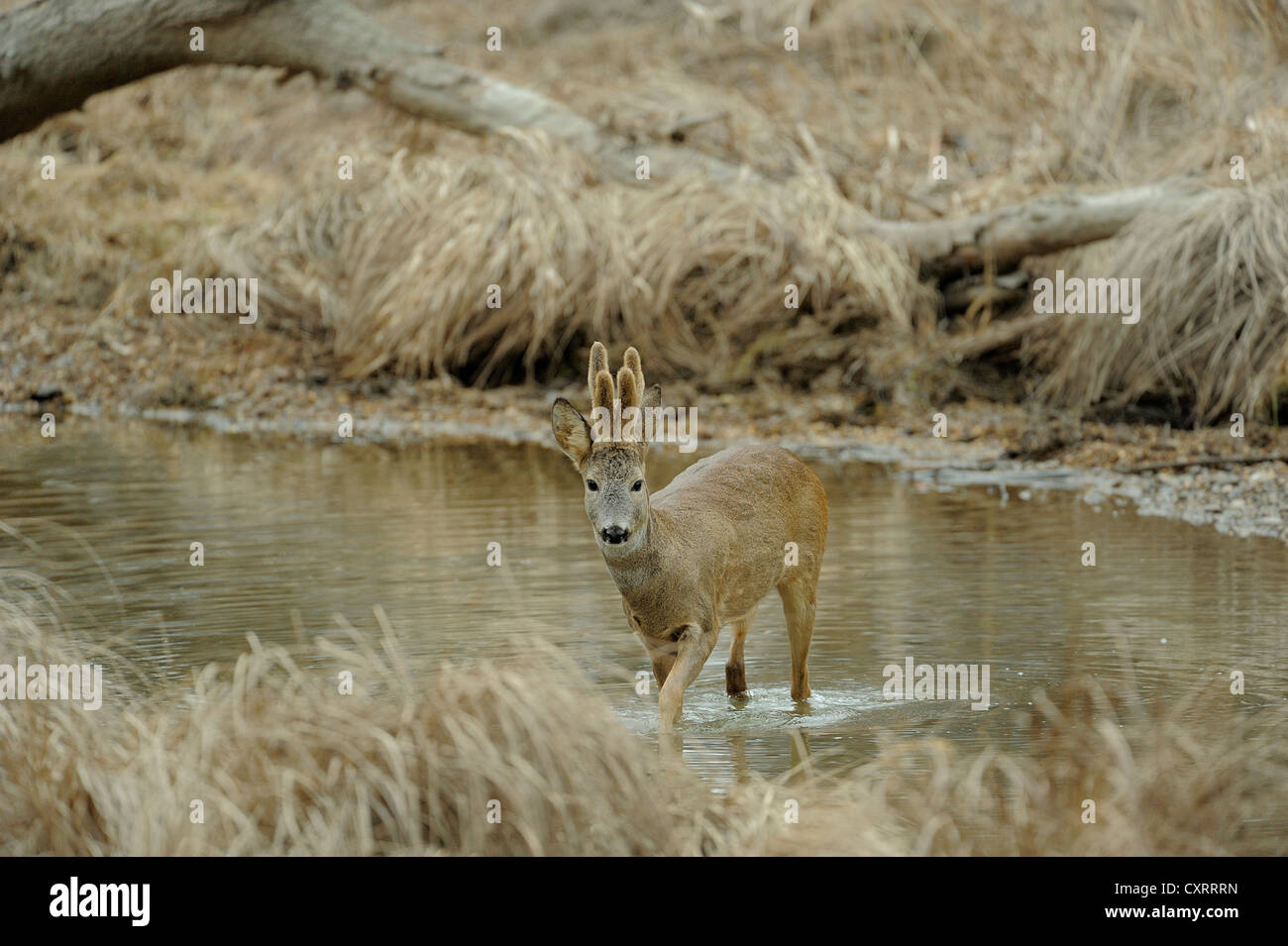 Roe deer antlers velvet hi-res stock photography and images - Alamy