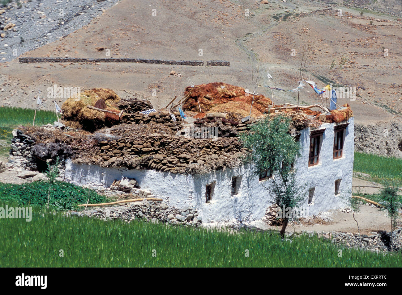 House with yak dung on the roof, Tetha village, Zanskar, Ladakh, Indian ...