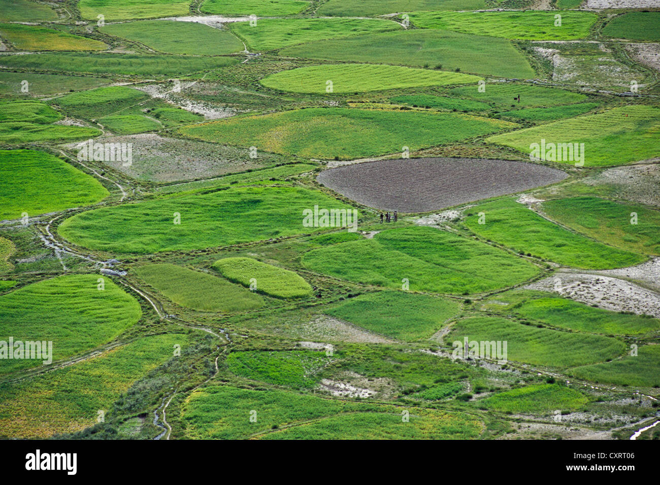 Barley and pea cultivation, fields and plots with irrigation channels ...