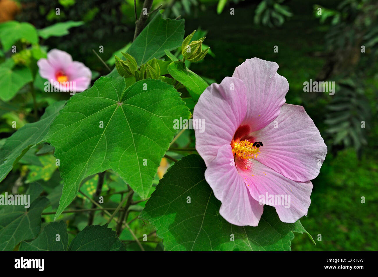 Costa Rica Native Plants