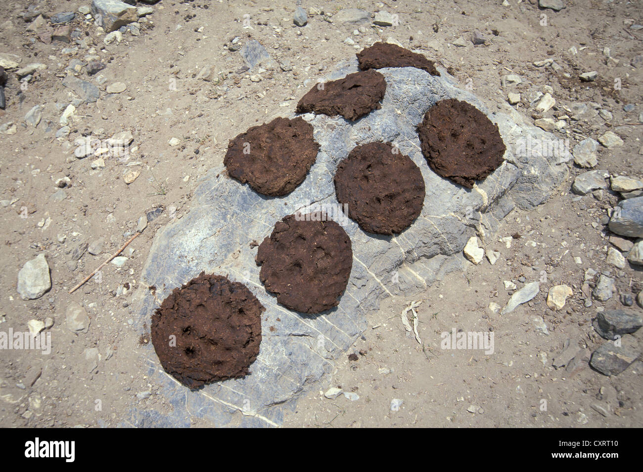 Yak dung patties lying on stones to dry, fuel, Lingshed, Zanskar ...