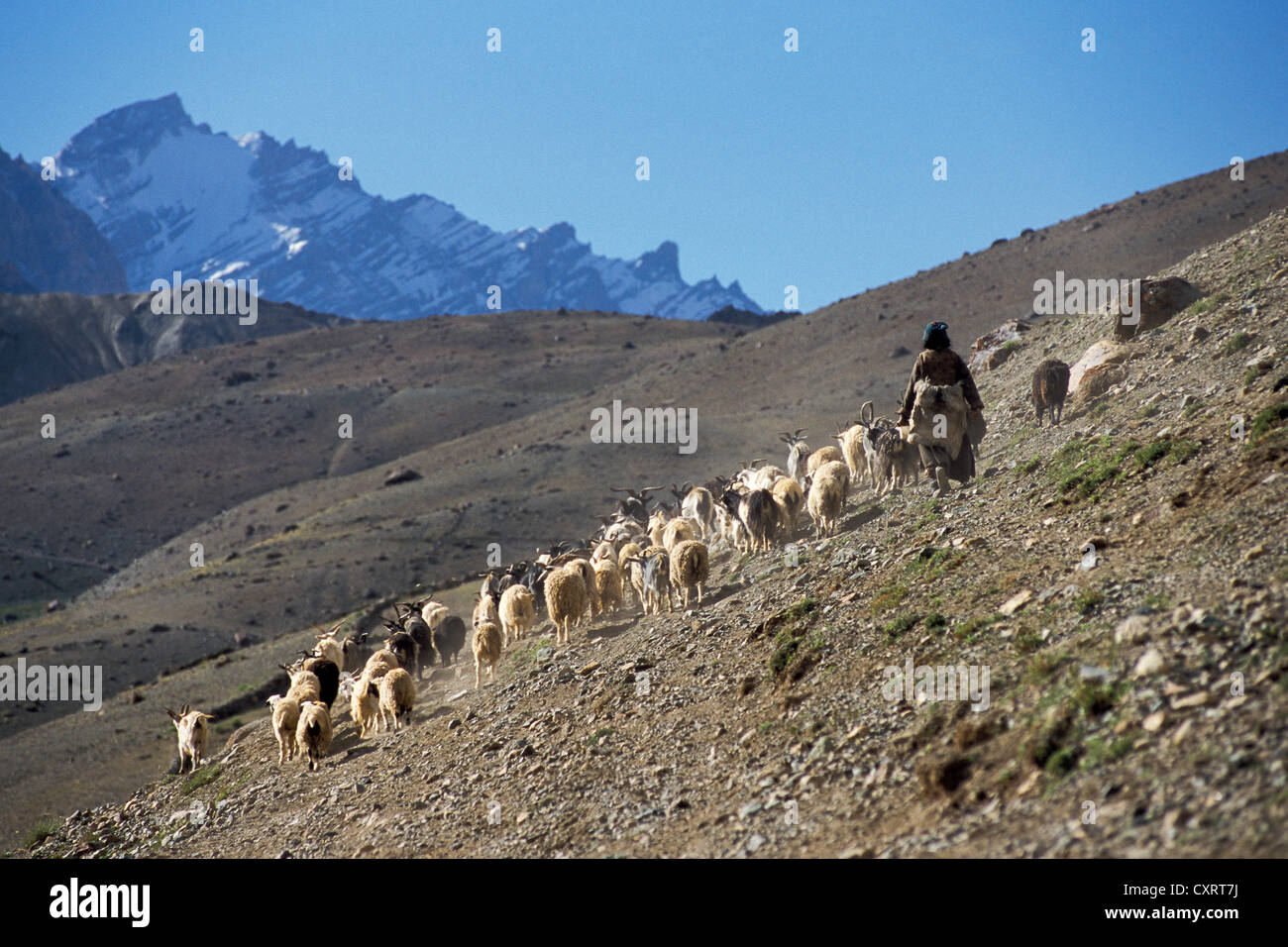 Goats, goat herd, girl, near Photoksar or Photaksar, Zanskar, Ladakh ...