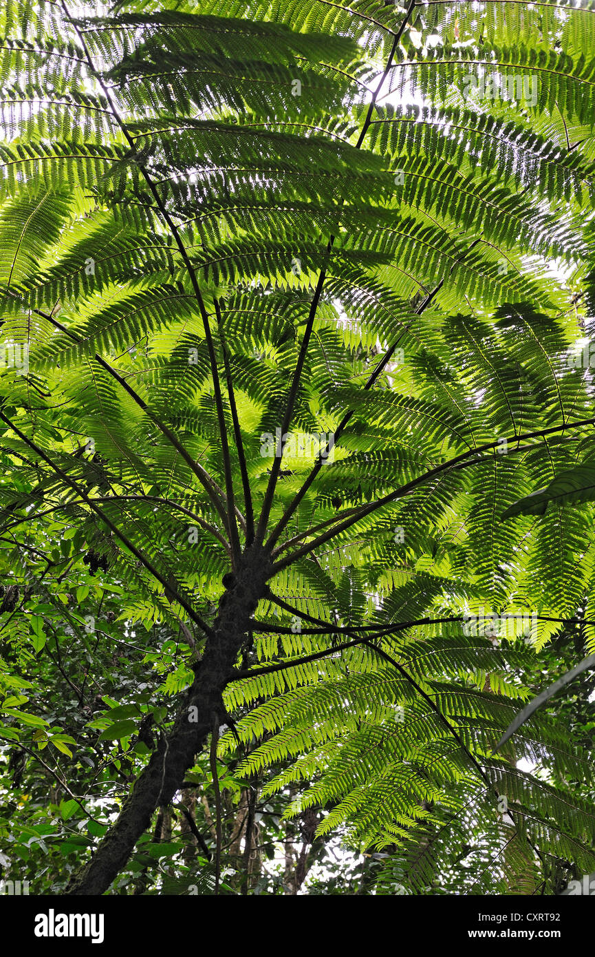 Cycadales hi-res stock photography and images - Alamy