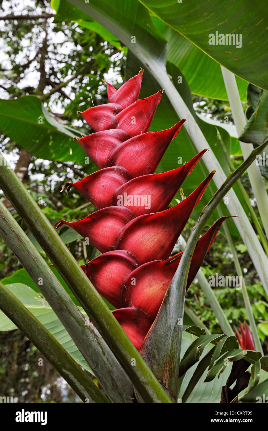 Heliconia caribaea hi-res stock photography and images - Alamy