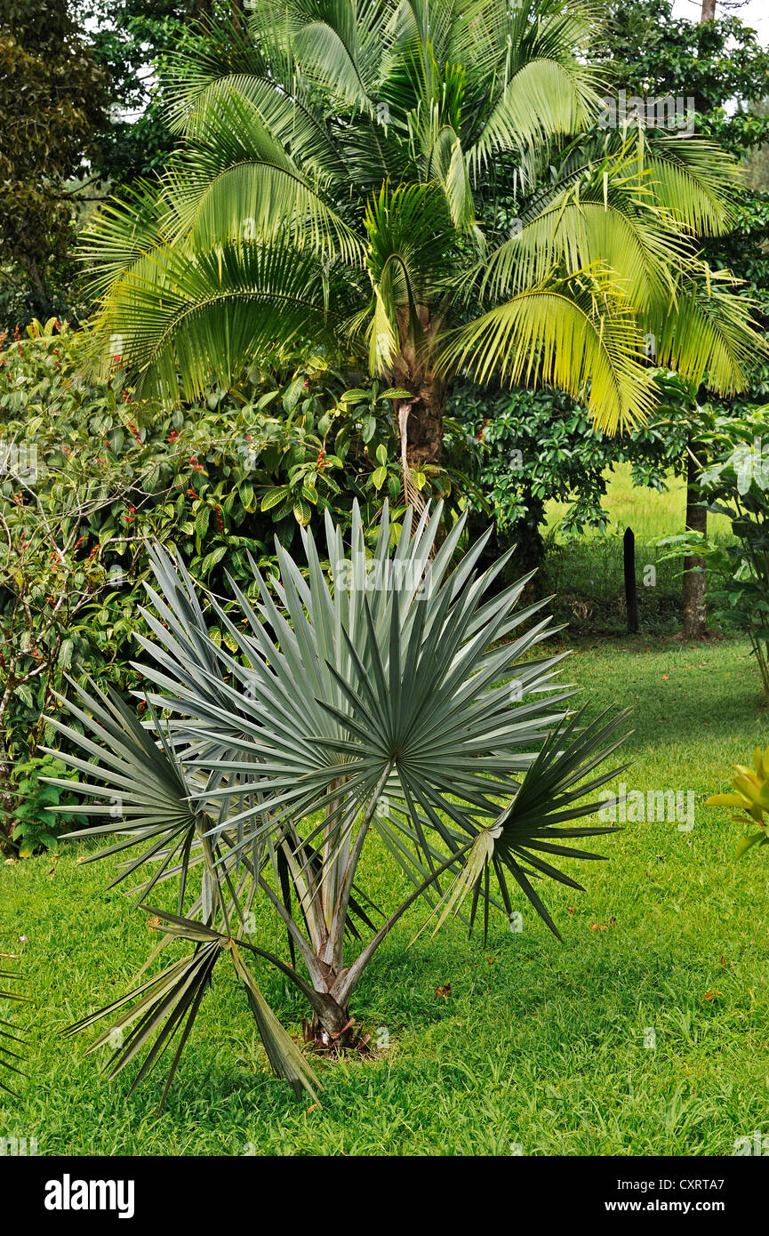 Mexican Blue Palm or Blue Hesper Palm (Brahea armata), Alajuela ...