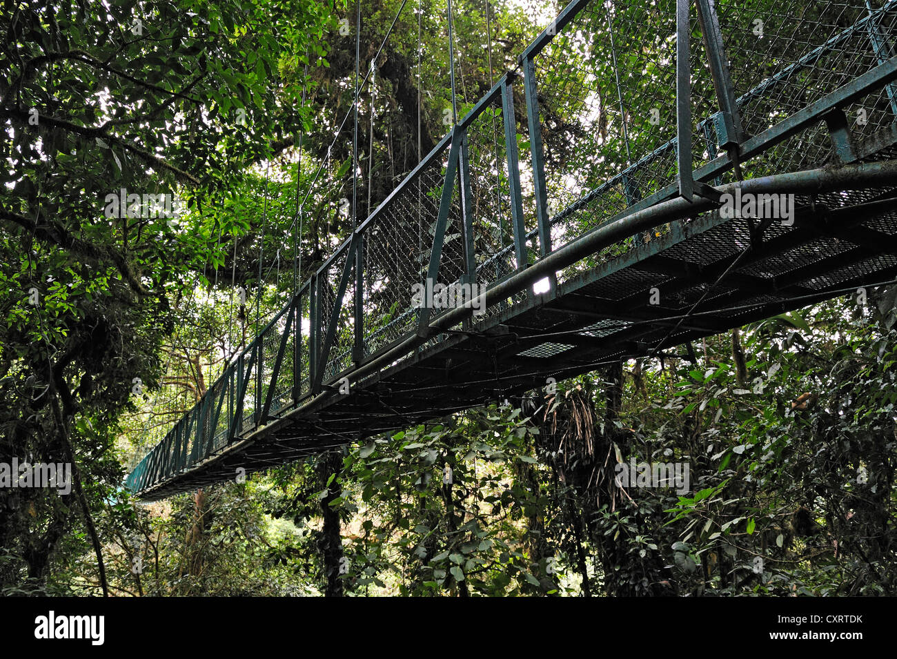 Rain Rainforest Bridge Wood High Resolution Stock Photography and ...