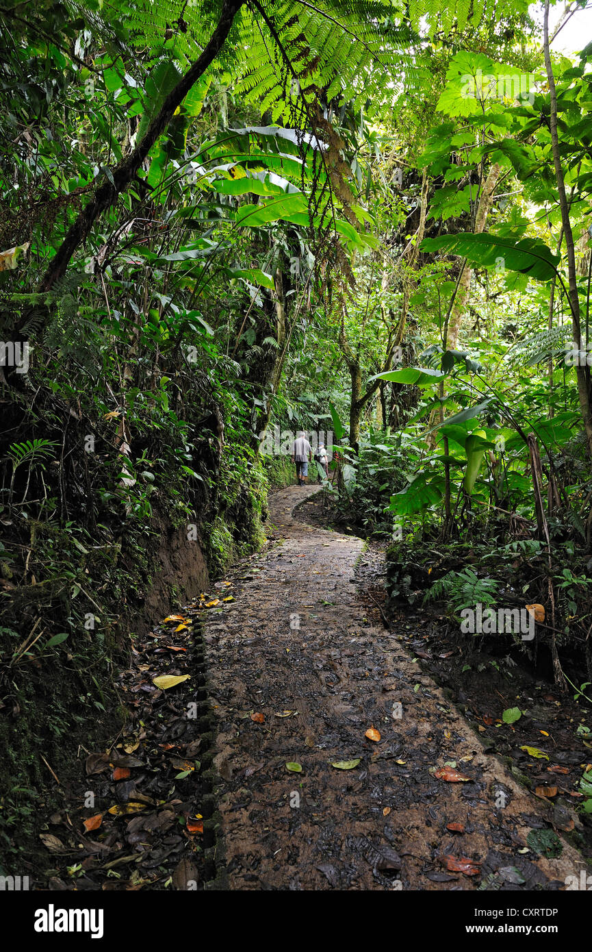 Jungle path hi-res stock photography and images - Alamy