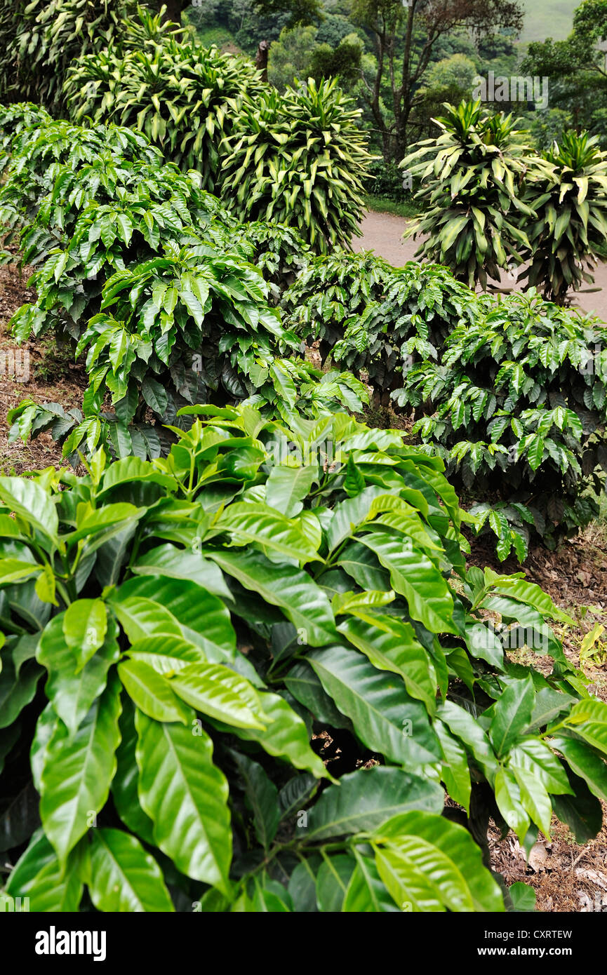 Costa Rica Coffee Plantations High Resolution Stock Photography and ...