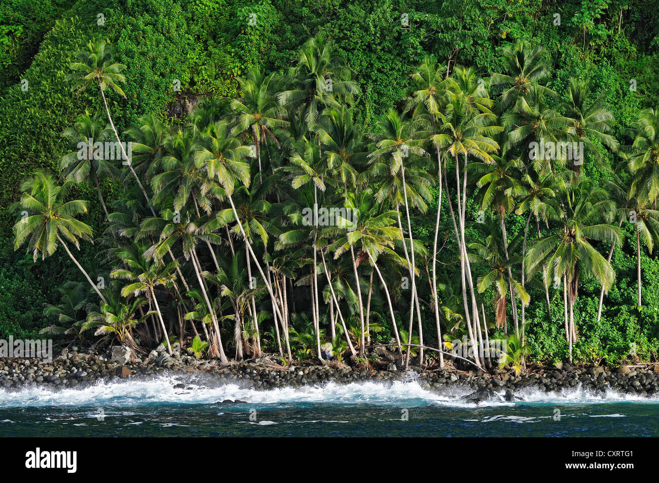 Coconut palms (Cocos nucifera) on Cocos Island, Costa Rica, Central ...