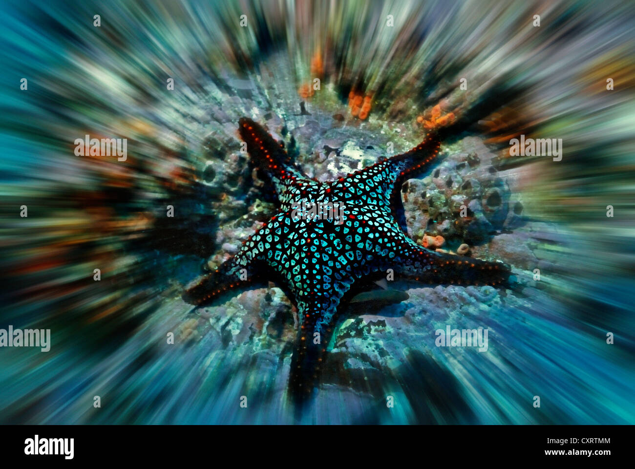 Starfish (Asteroidea), Cocos Island, Costa Rica, Central America Stock ...