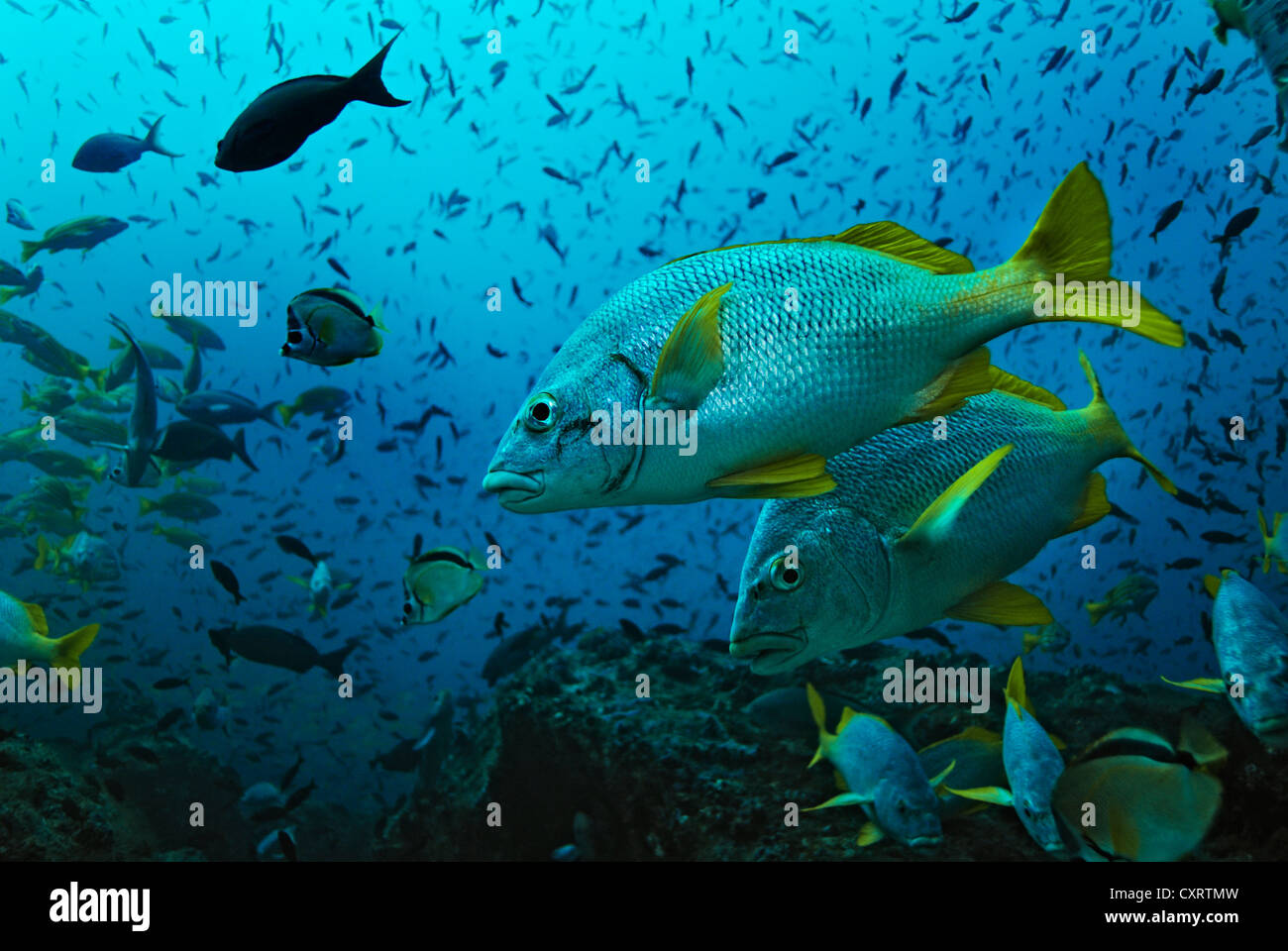 Snappers (Lutjanidae), Cocos Island, Costa Rica, Central America Stock ...