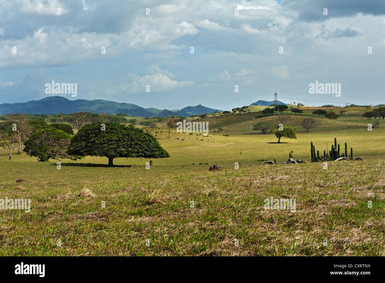 Landscape with cacti and Guanacaste, Caro Caro, or Elephant Ear Trees ...