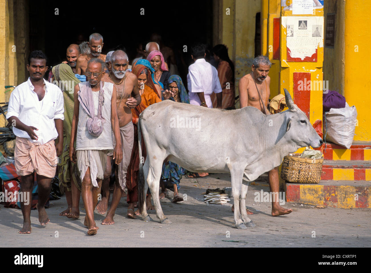 Holy cow at the entrance to the Ramanathaswami Temple, Rameshwaram or ...