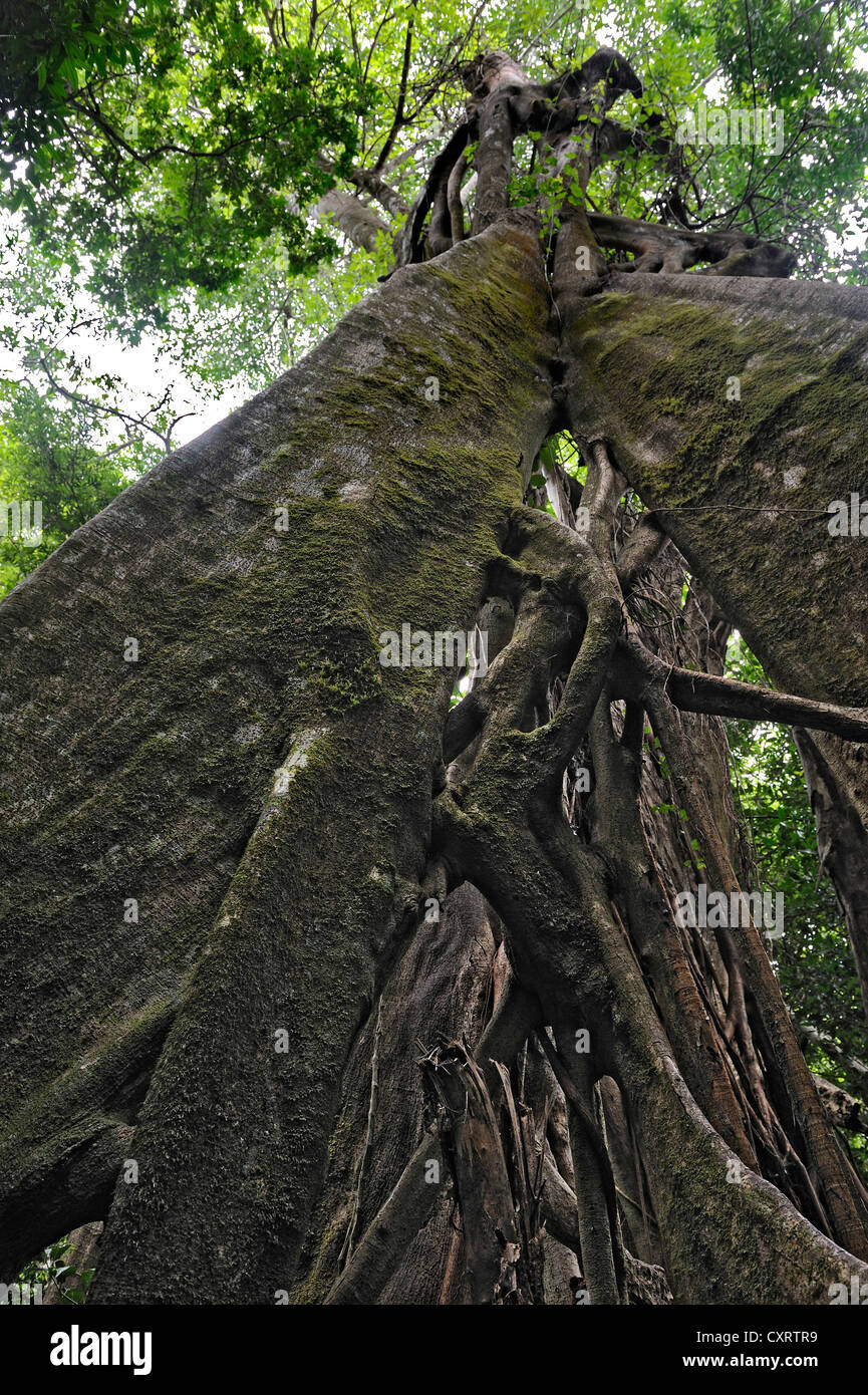 Strangler fig (Ficus sp.), Rincon de la Vieja National Park, Guanacaste ...