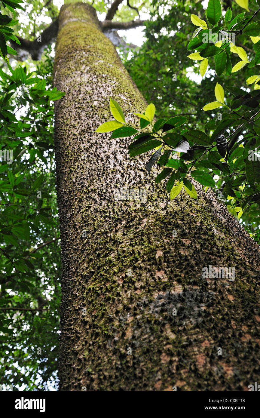 Sandbox tree, Possumwood or Jabillo (Hura crepitans syn Hura ...