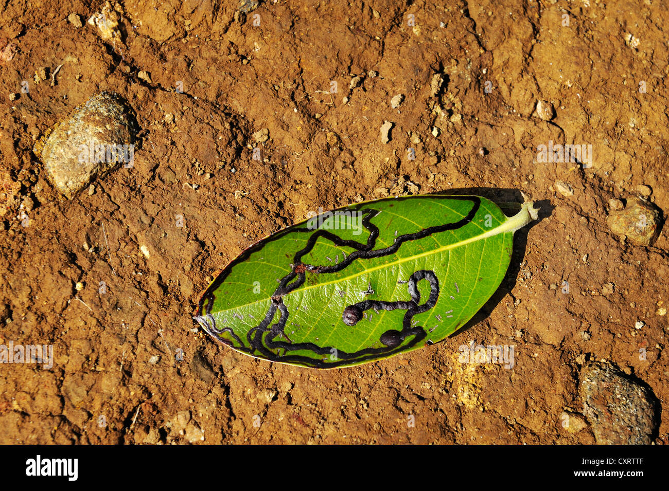 Leaf infested by a pest, Guanacaste province, Rincon de la Vieja ...