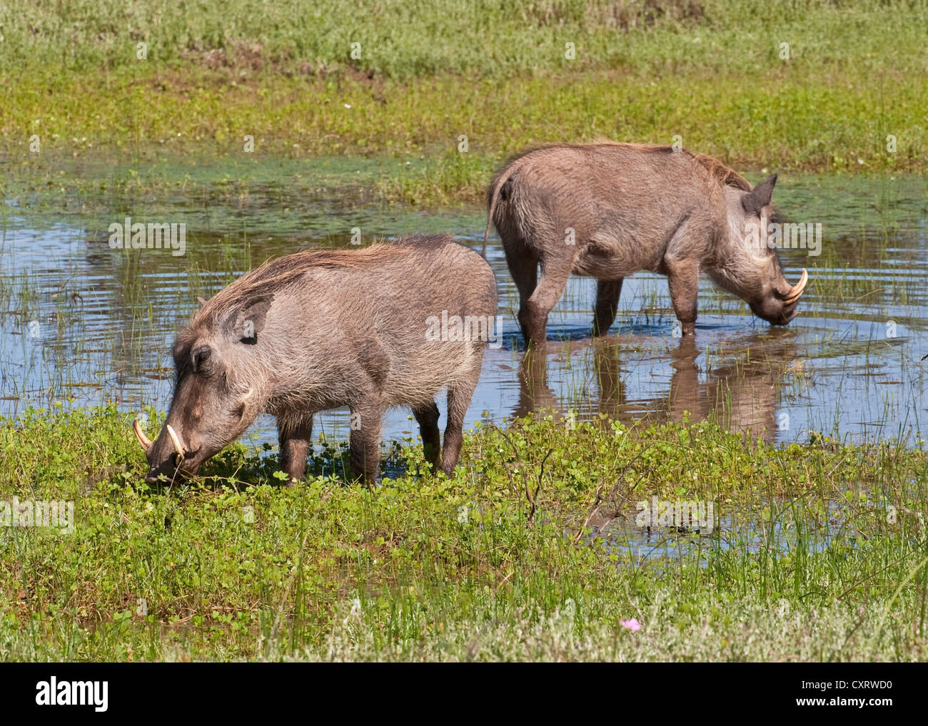 Warthogs and warthog horns hi-res stock photography and images - Alamy