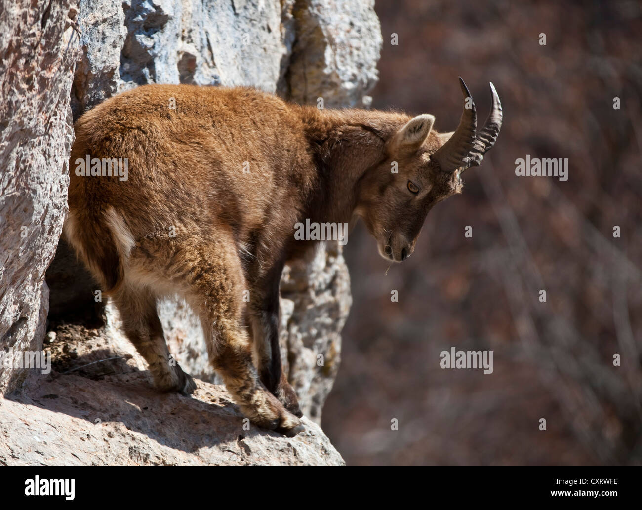 Alpine ibex climbing hi-res stock photography and images - Alamy